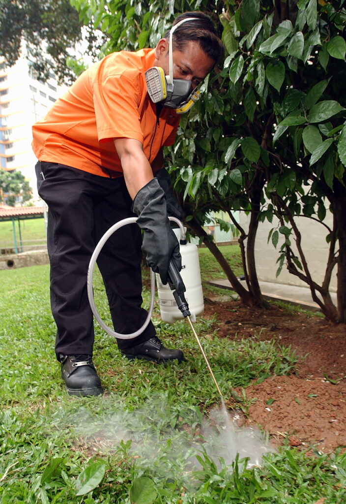 Tackling The Menace Of Rats, Mosquitoes And Pigeons - Our Neighbourhood