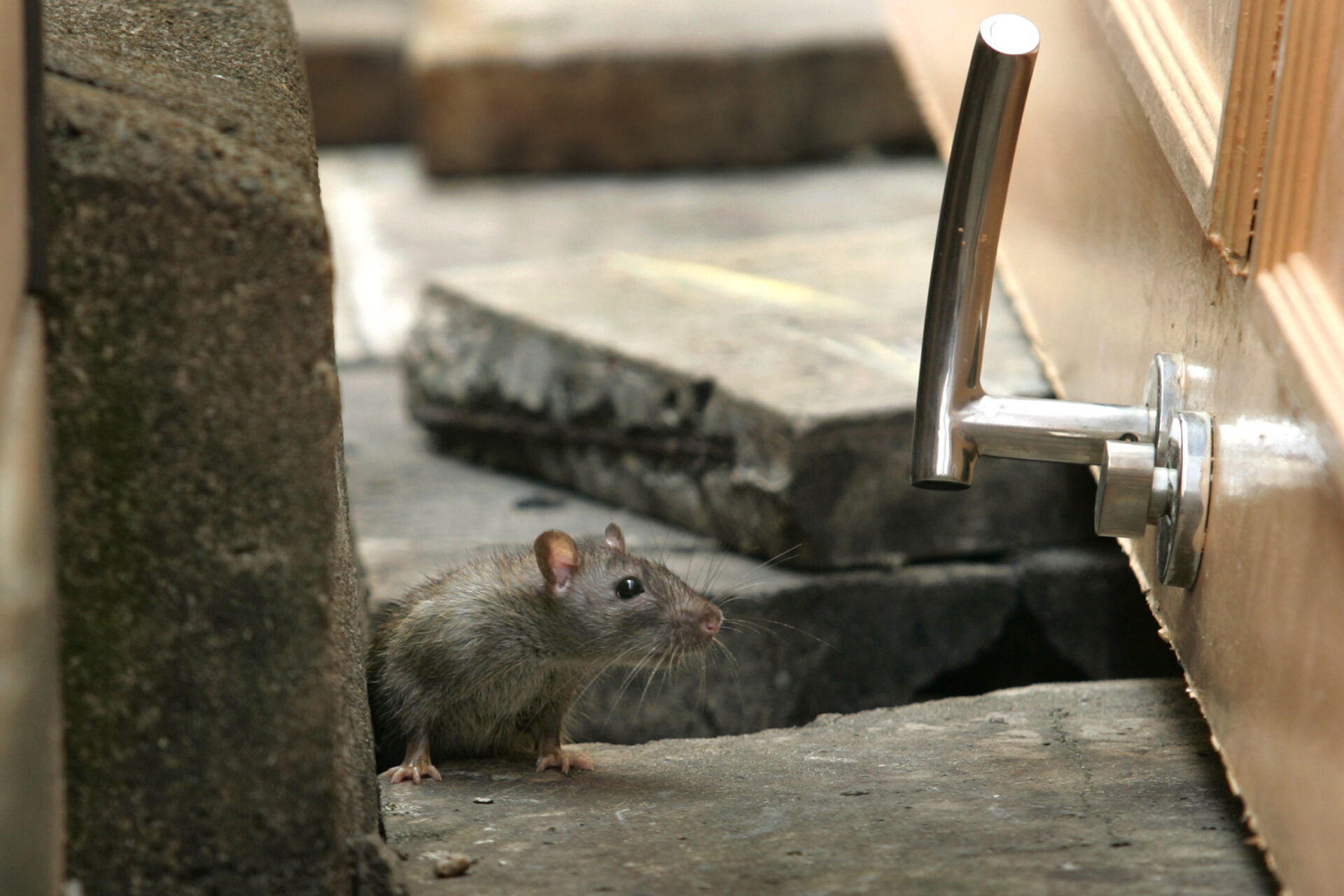 Tackling The Menace Of Rats, Mosquitoes And Pigeons - Our Neighbourhood